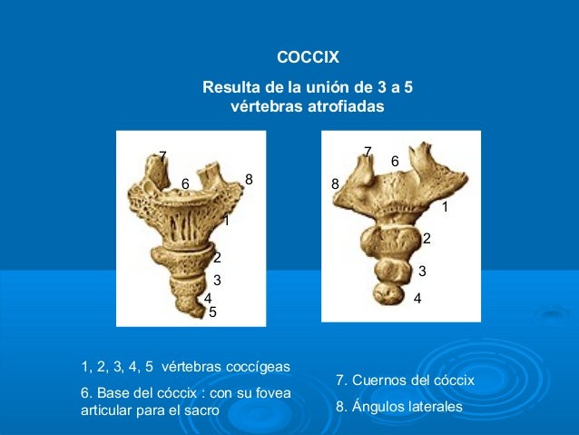 Columna