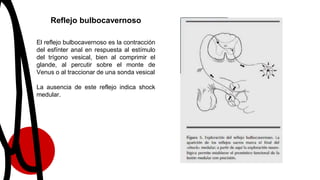 Reflejo Bulbocavernoso