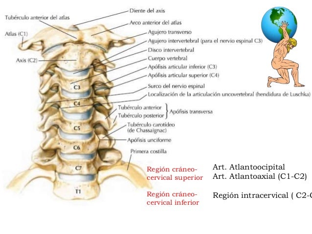 Columna cervical