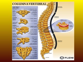 Columna Vertebral | PPT