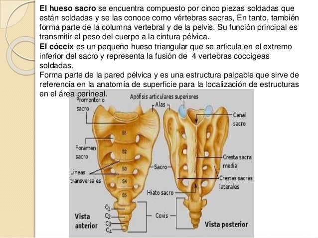 Columna vertebral-exposicion