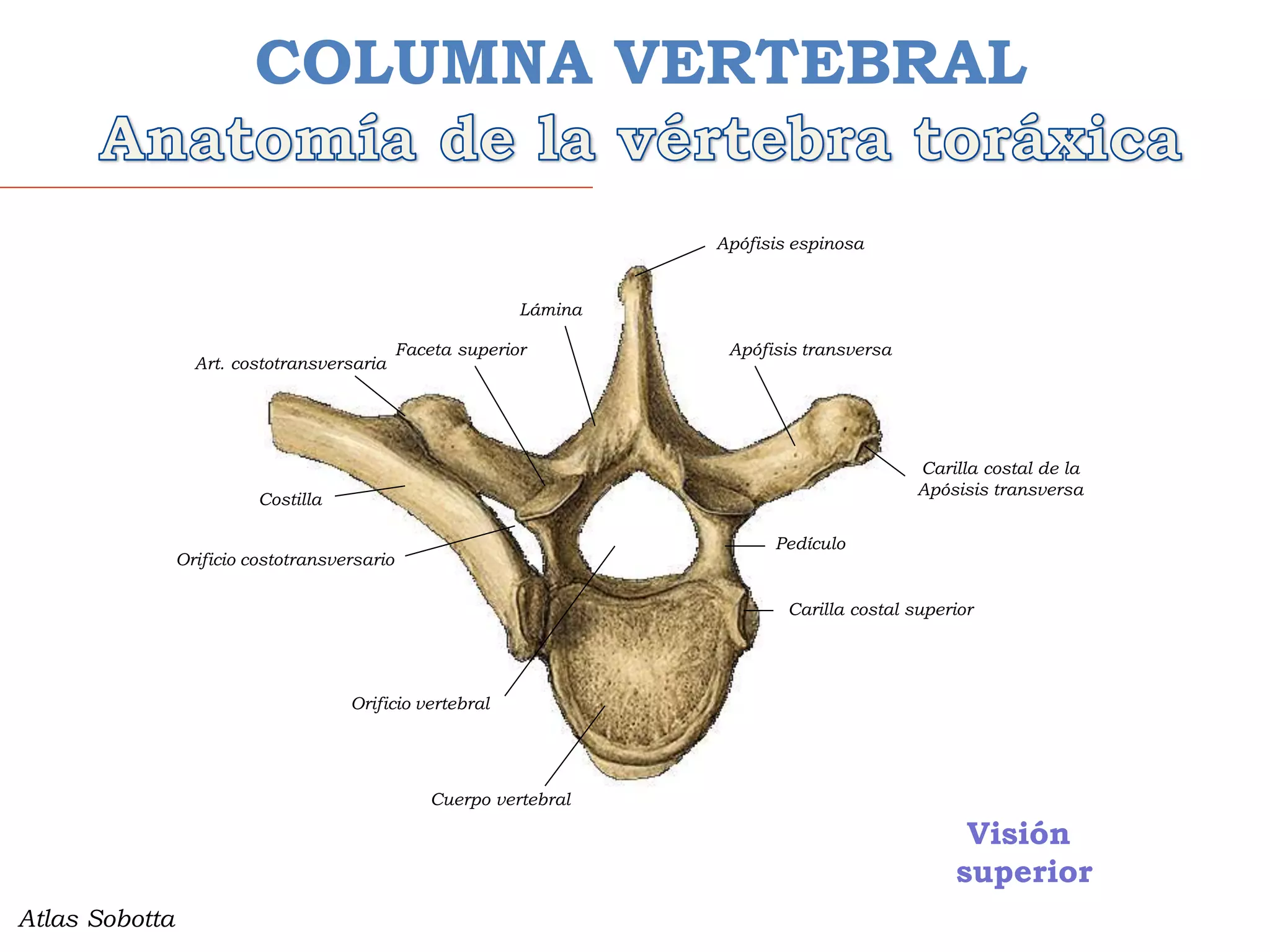 Anatomia Palpatoria de la Columna Vertebral | PPTX
