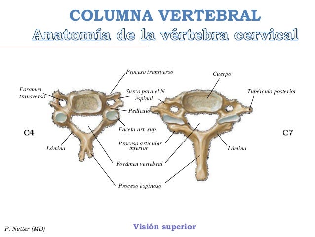 Anatomia Palpatoria de la Columna Vertebral
