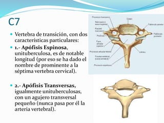 Columna cervical | PPTX