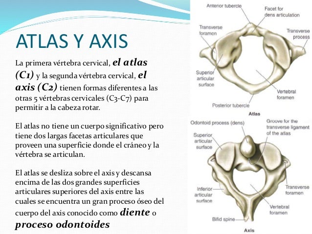 Columna cervical