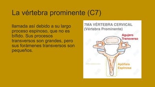 Columna cervical | PPTX