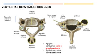 ANATOMIA DE COLUMNA CERVICAL............ | PPTX