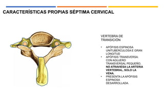 ANATOMIA DE COLUMNA CERVICAL............ | PPTX