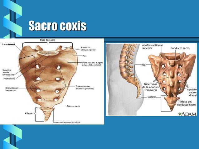 Columna cervical-dorsal sacro-coxis 2023.ppt