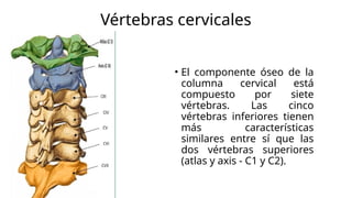Columna CervicAL con enfoque para estudiantes | PPTX