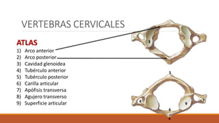 Columna cervicales | PPTX