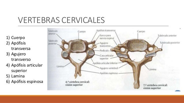 Columna cervicales