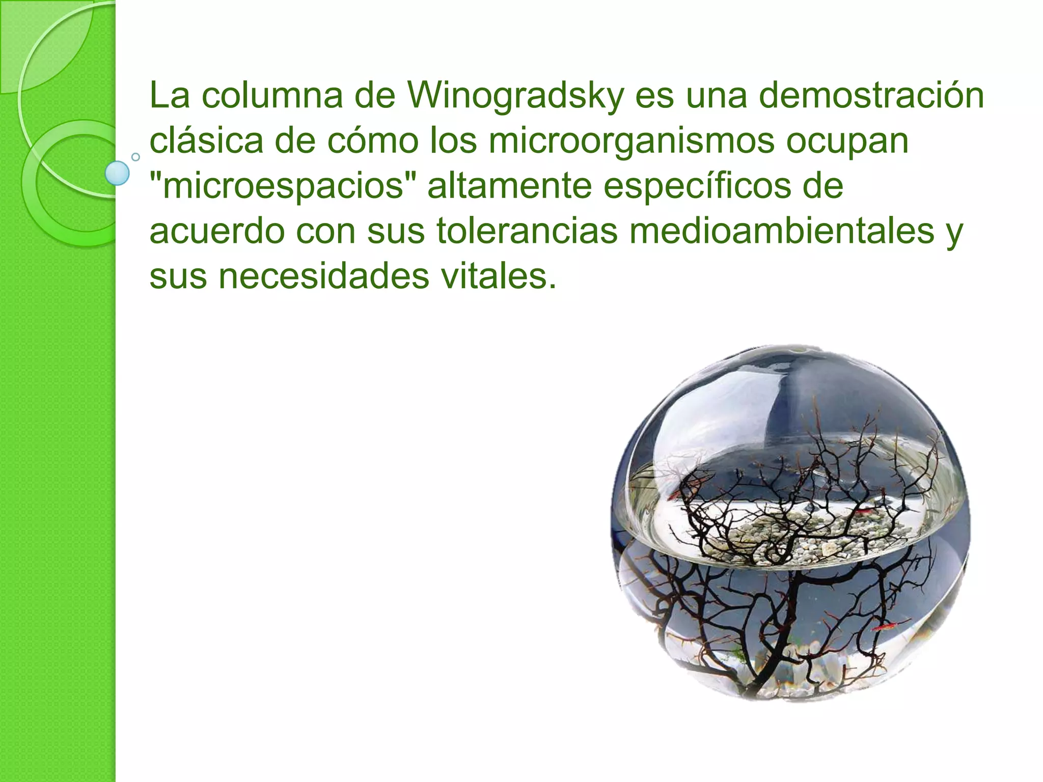 Columna de winogradsky | PPTX