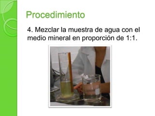 Columna de winogradsky | PPTX