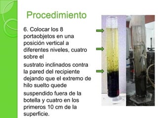 Columna de winogradsky | PPTX