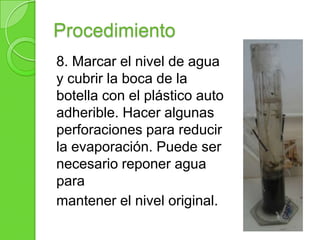 Columna de winogradsky | PPTX