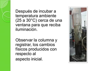 Columna de winogradsky | PPTX
