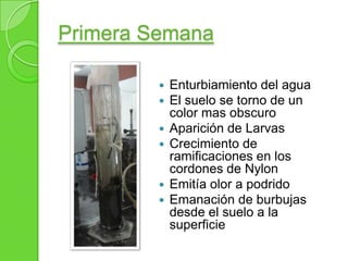 Columna de winogradsky | PPTX