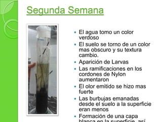 Columna de winogradsky | PPTX