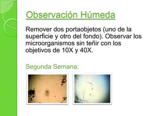 Columna de winogradsky | PPTX