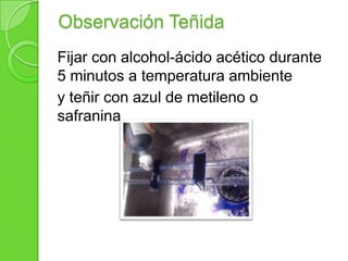Columna de winogradsky | PPTX