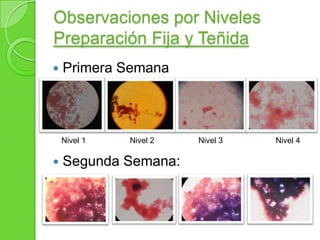 Columna de winogradsky | PPTX