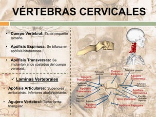 Columna Vertebral Humana | PPTX