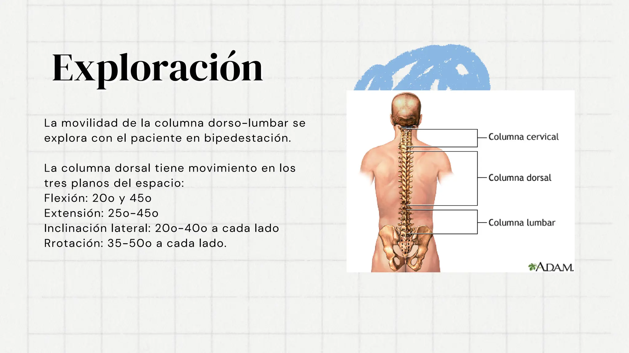 Descripción anatómica de la Columna Dorsal | PDF | Death, Injury, or ...