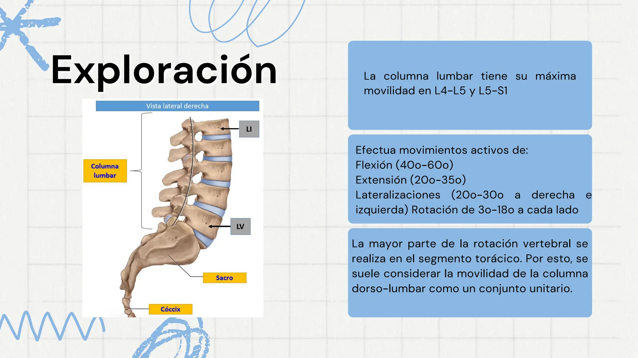 Descripción anatómica de la Columna Dorsal | PDF | Death, Injury, or ...