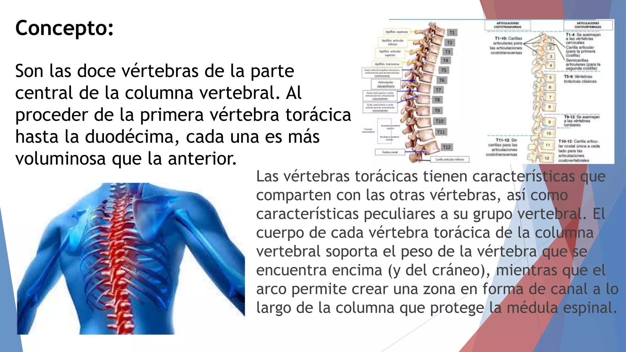 Columna dorsal y tórax.pptx