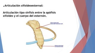 Columna dorsal y tórax.pptx