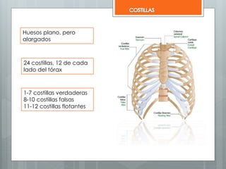 Columna, esternon y costillas | PPTX