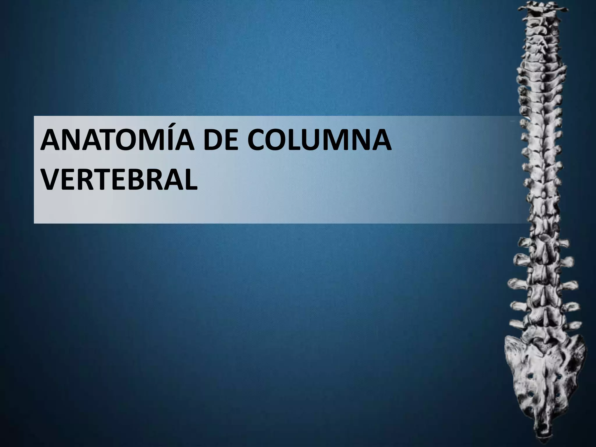 columna vertebral | PPTX