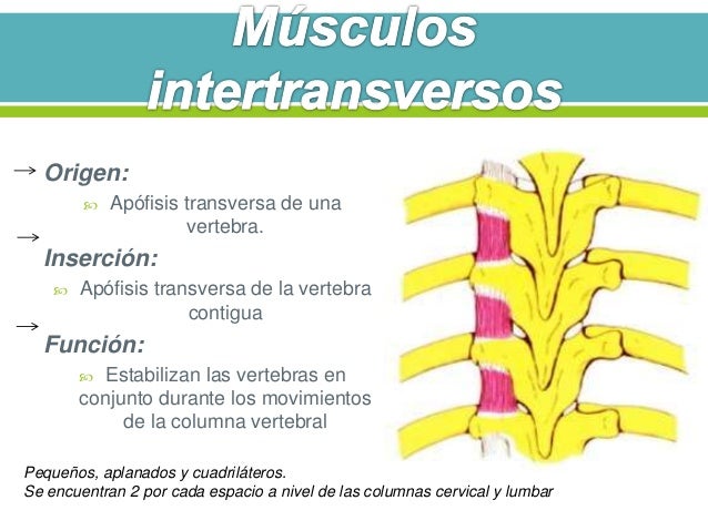 Musculos del cuello