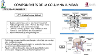 COLUMNA LUMBAR trauamtologia y ortopedia/o.pptx