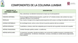 COLUMNA LUMBAR trauamtologia y ortopedia/o.pptx