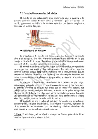 Columna lumbar y tobillo: Descripción anatómica, Lesiones en la columna ...