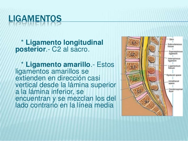 Columna lumbosacra