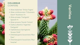 Columnar Conifers for your Lovely Homes | PPT