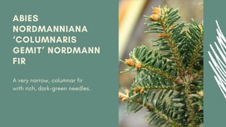 Columnar Conifers for your Lovely Homes | PDF