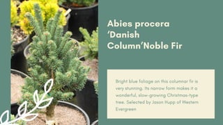 Columnar Conifers for your Lovely Homes | PPT