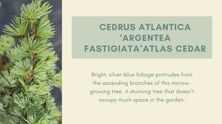 Columnar Conifers for your Lovely Homes | PPT