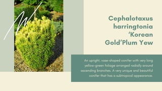 Columnar Conifers for your Lovely Homes | PPT