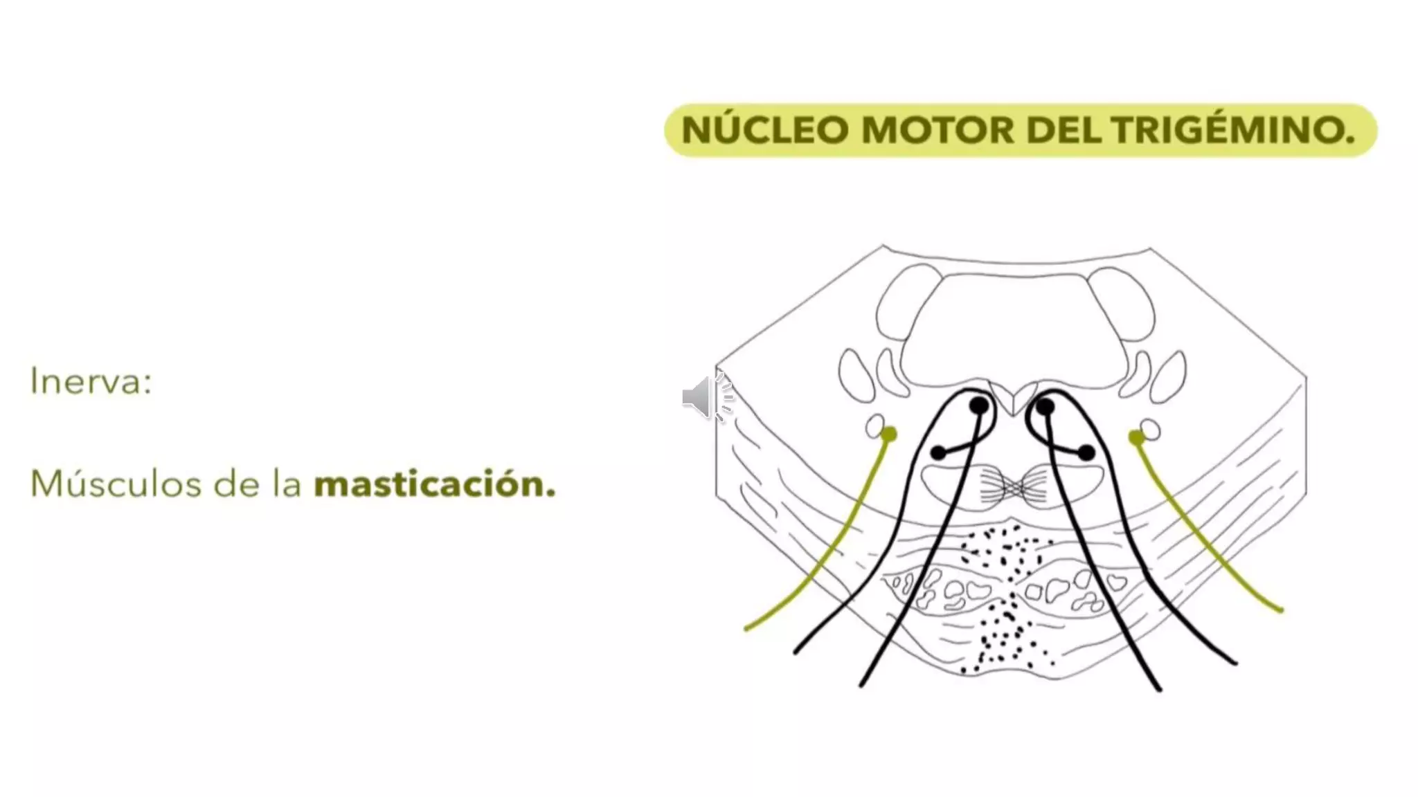 Columnas de nucleos del tronco cerebral | PPTX | Brain and Nervous ...