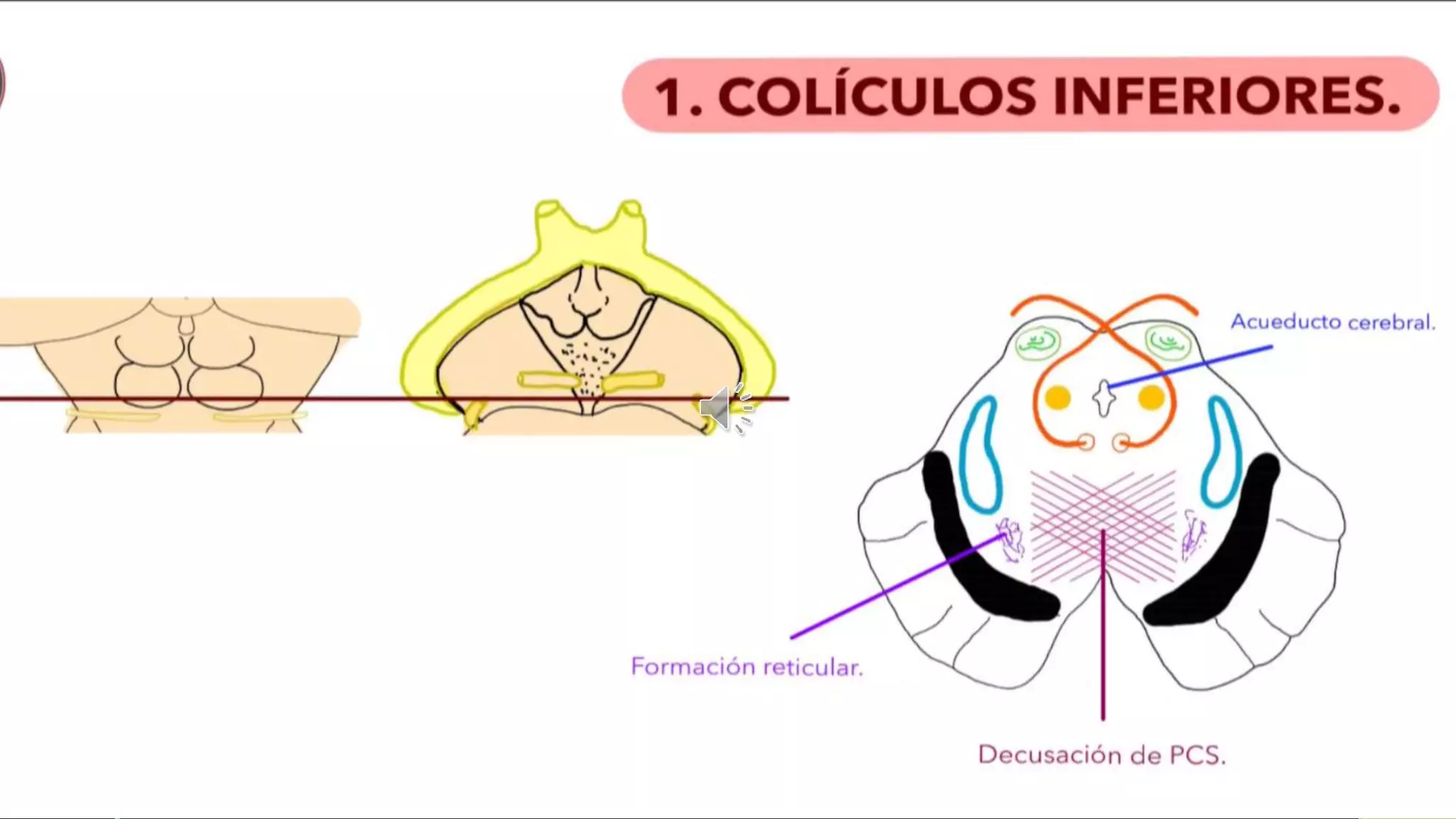 Columnas de nucleos del tronco cerebral | PPTX | Brain and Nervous ...