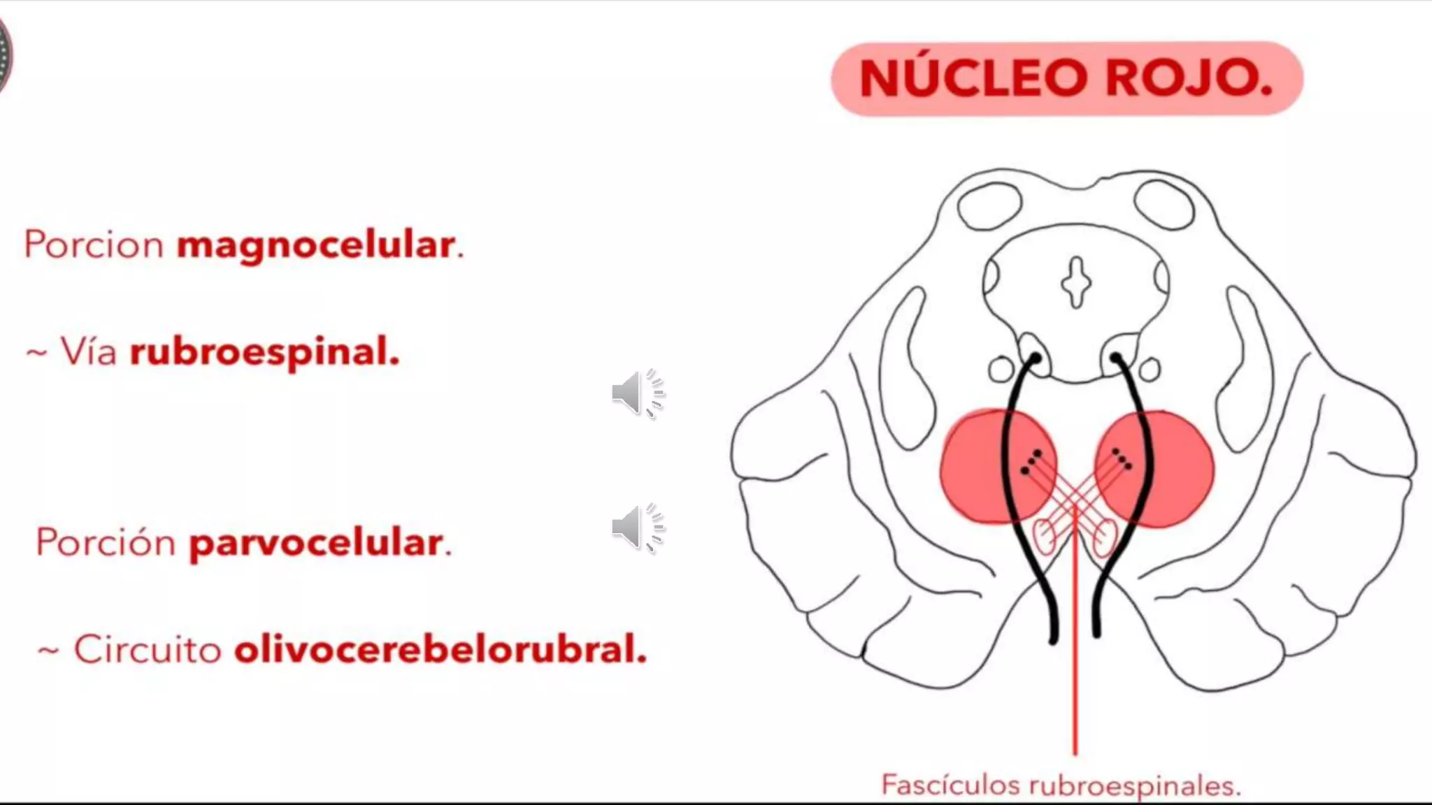 Columnas de nucleos del tronco cerebral | PPTX | Brain and Nervous ...