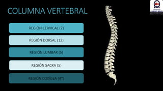 columna vertebral | PDF