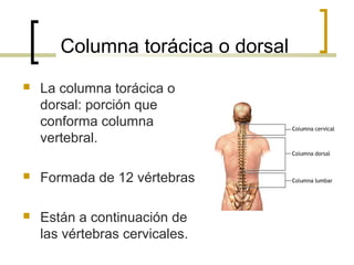 Columna toracica | PPT