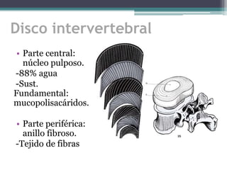 Columna toracolumbar | PPTX