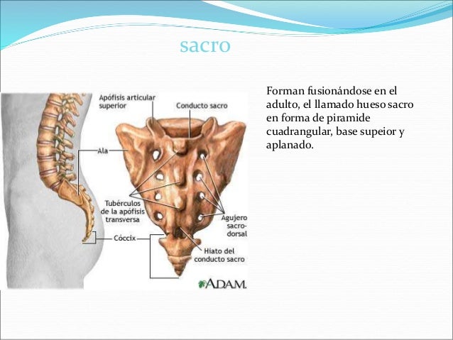 Columna vertebral
